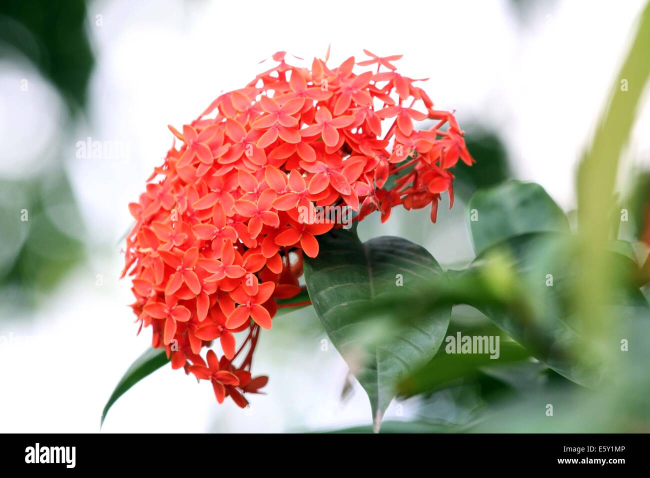 ixora flowers / Rangan flower of Southern Asia Stock Photo - Alamy