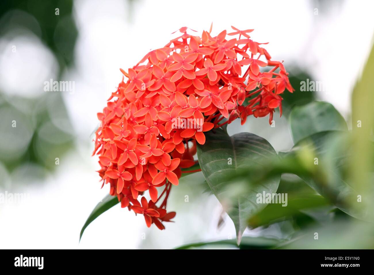 ixora flowers / Rangan flower of Southern Asia Stock Photo - Alamy