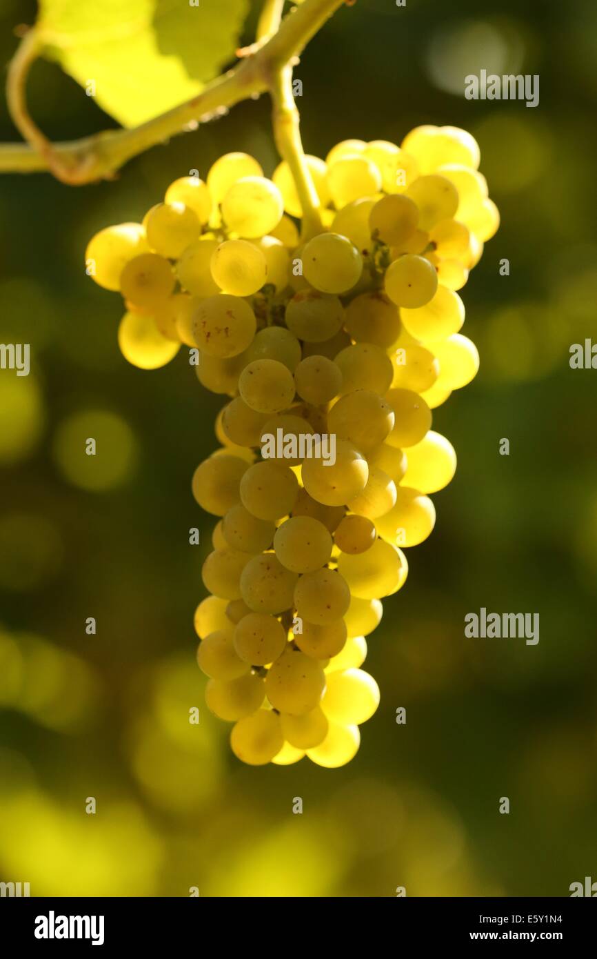 Westhofen, Germany. 08th Aug, 2014. Solaris grapes are pictured at a ...