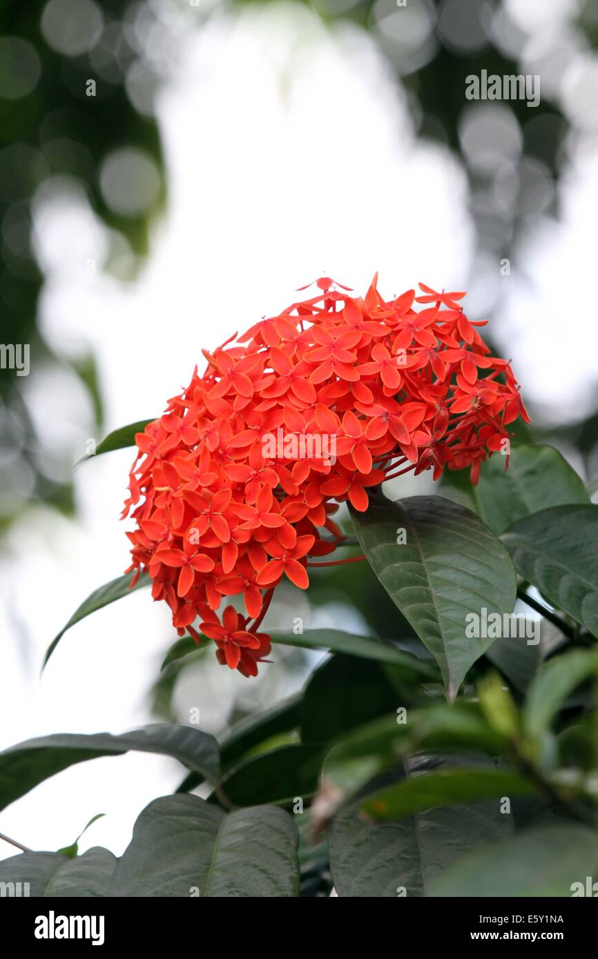 ixora flowers / Rangan flower of Southern Asia Stock Photo - Alamy