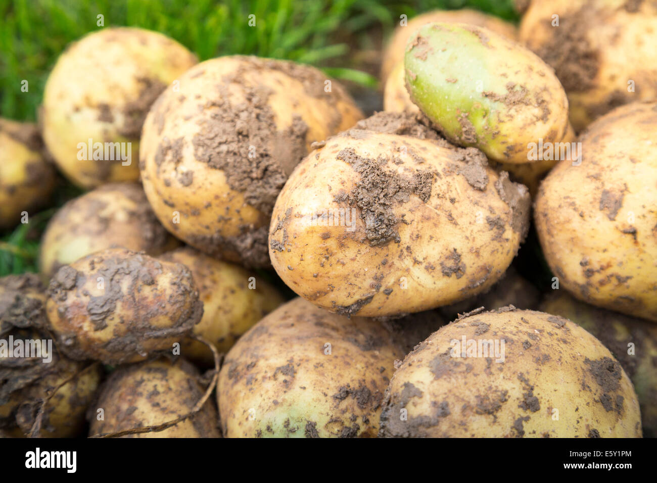 organic potatoes from garden Stock Photo - Alamy