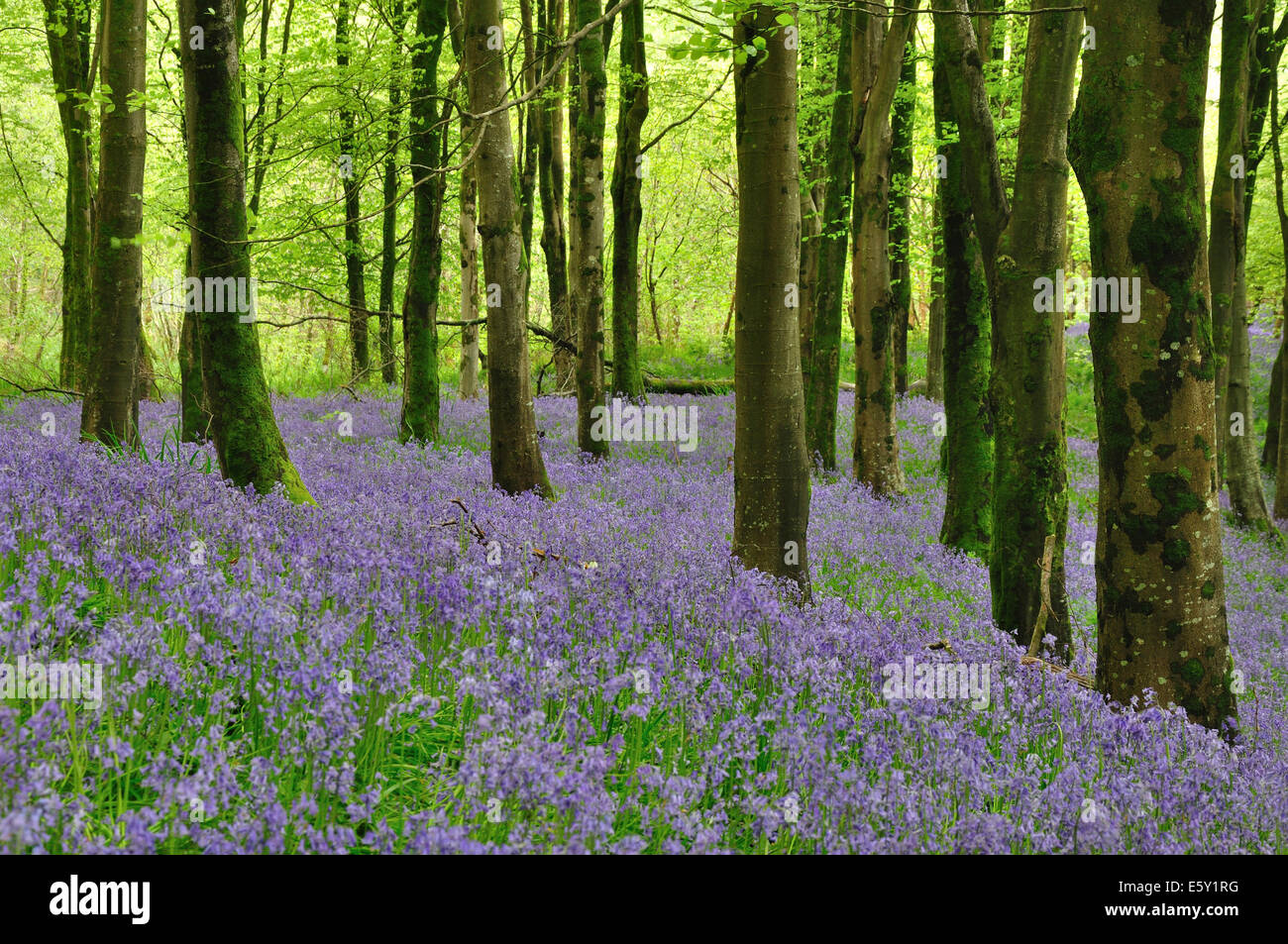 Bluebells in beech plantation Stock Photo - Alamy