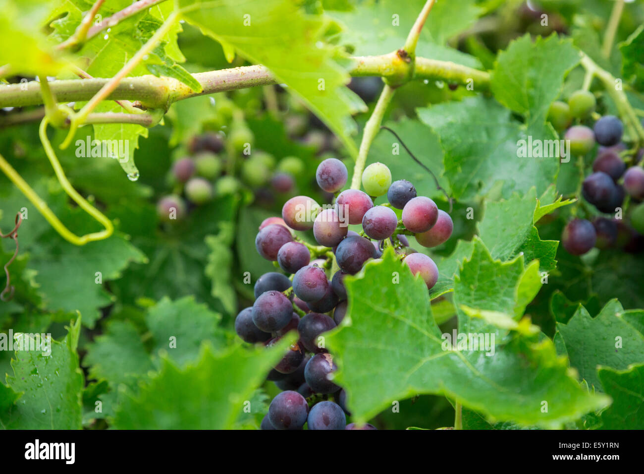 Concord grape plants hi-res stock photography and images - Alamy