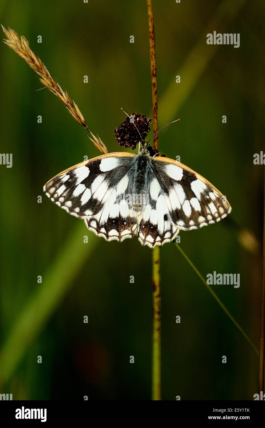 Marbled white butterfly hi-res stock photography and images - Alamy