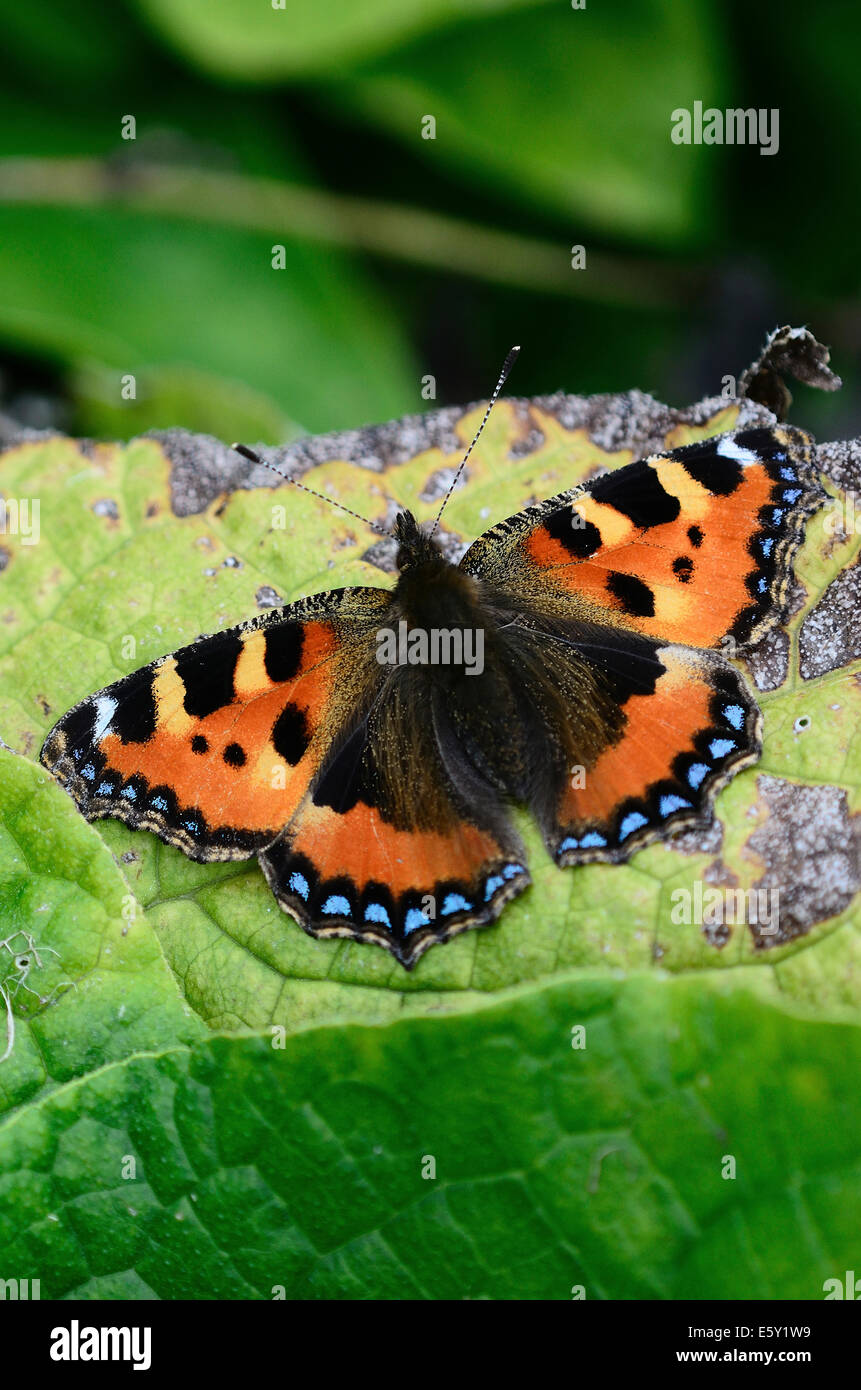 small tortoiseshell butterfly Stock Photo - Alamy