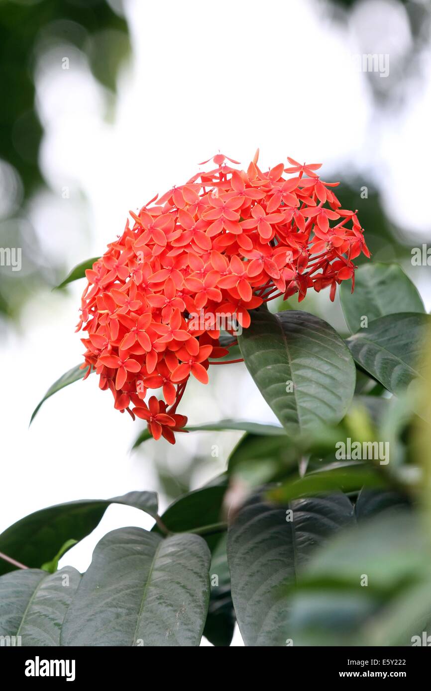 ixora flowers / Rangan flower of Southern Asia Stock Photo - Alamy
