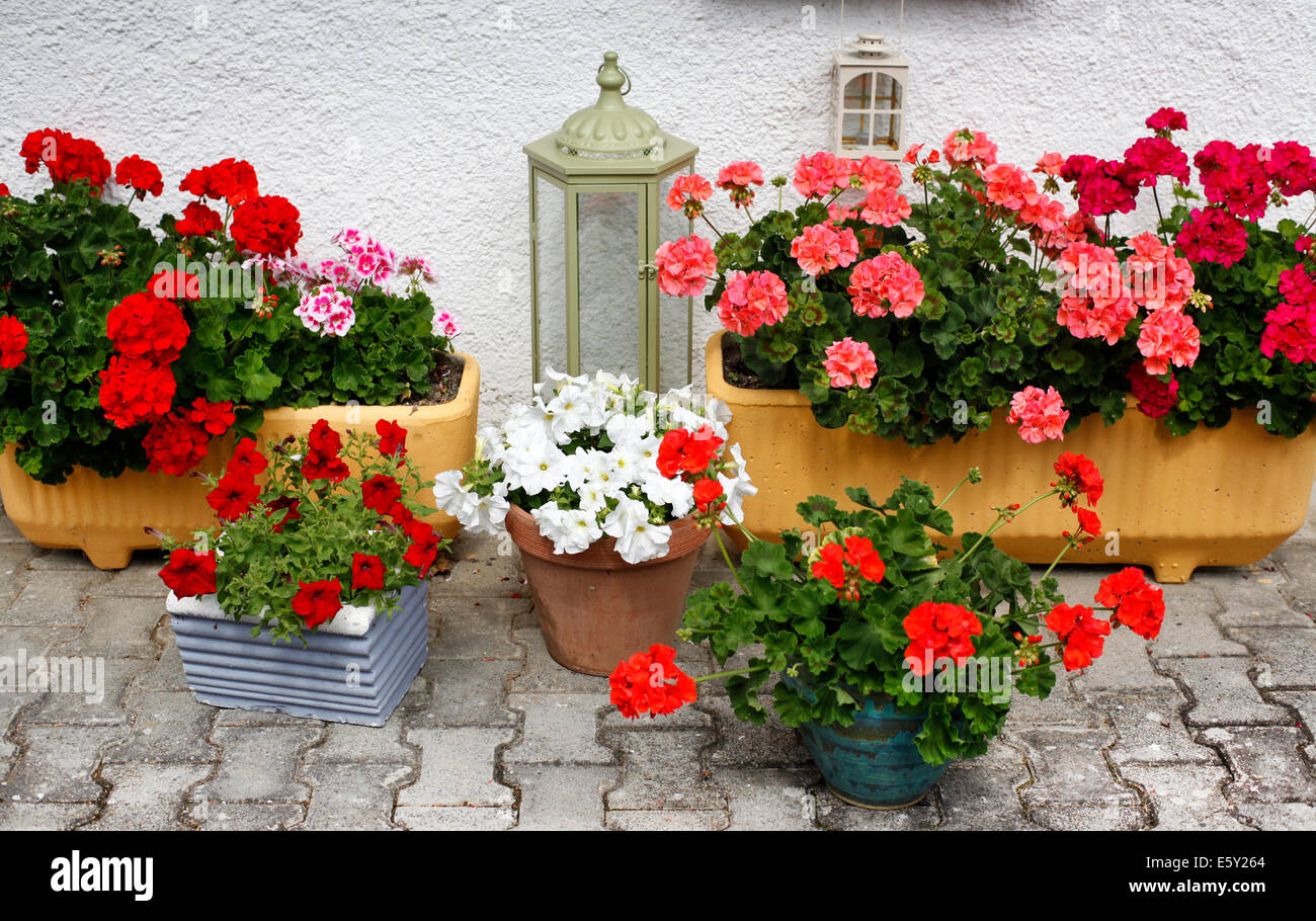 Potted plants Geraniums Stock Photo - Alamy