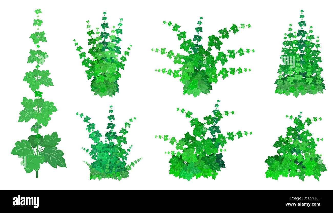 Lush green elements Cut Out Stock Images & Pictures - Alamy