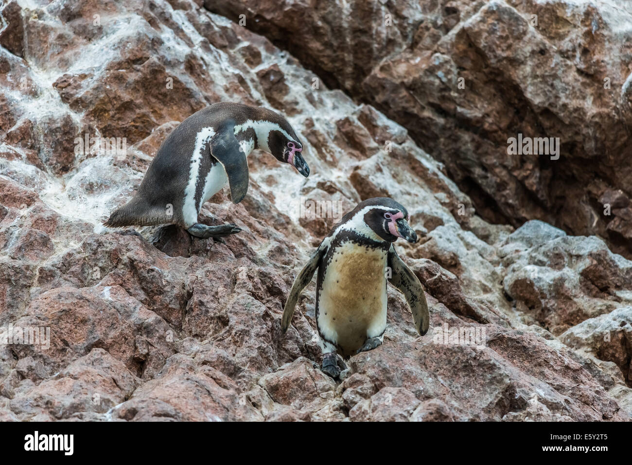 two Humboldt penguins in the peruvian coast at Ica Peru Stock Photo - Alamy