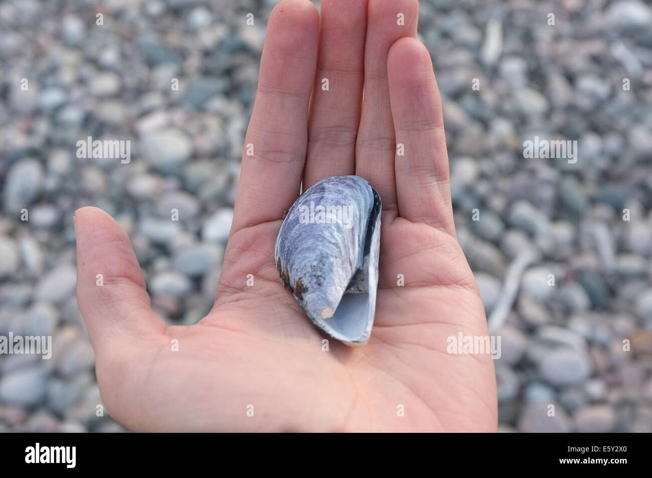 Pei mussels hi-res stock photography and images - Alamy