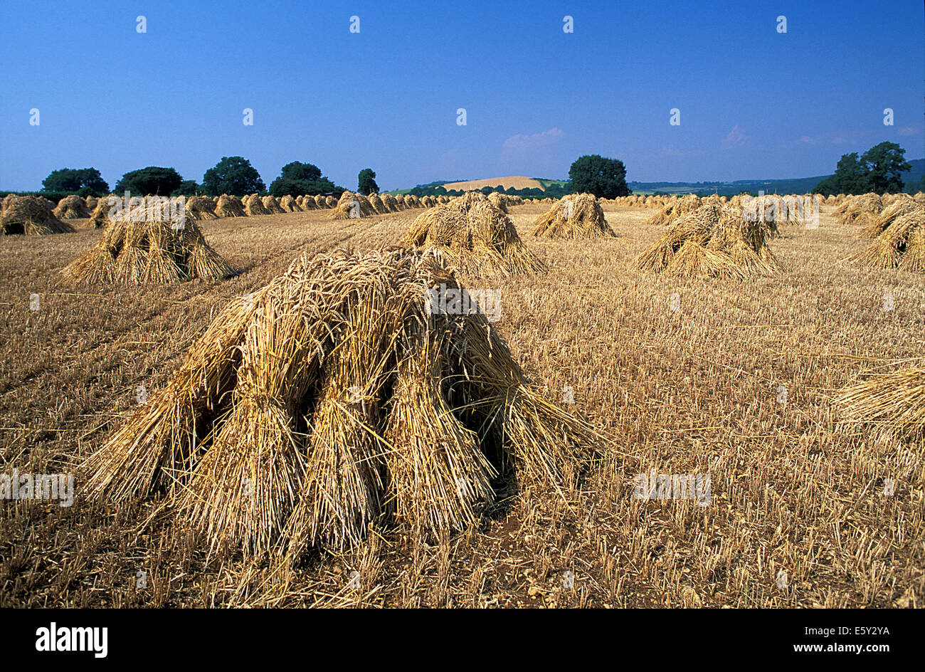 Corn stooks hi-res stock photography and images - Alamy