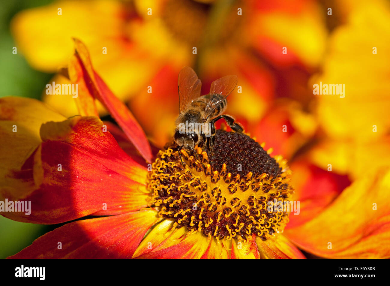 Honey Bee feeding on Helenium flower Stock Photo - Alamy