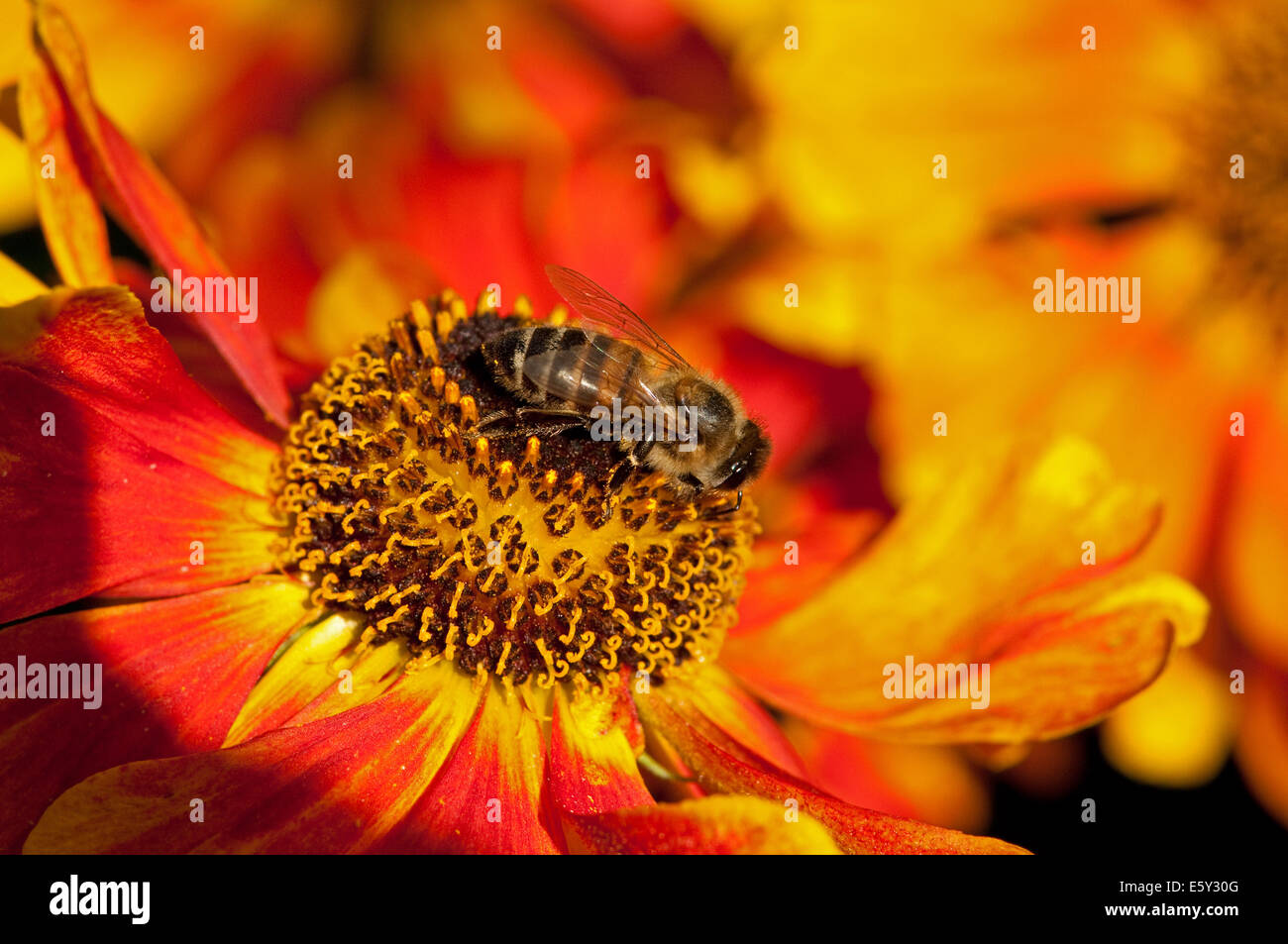 Honey Bee feeding on Helenium flower Stock Photo - Alamy
