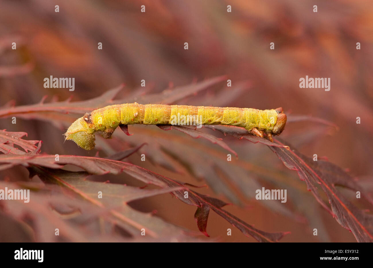 Peppered Moth Caterpillar on Japanese Maple Stock Photo - Alamy