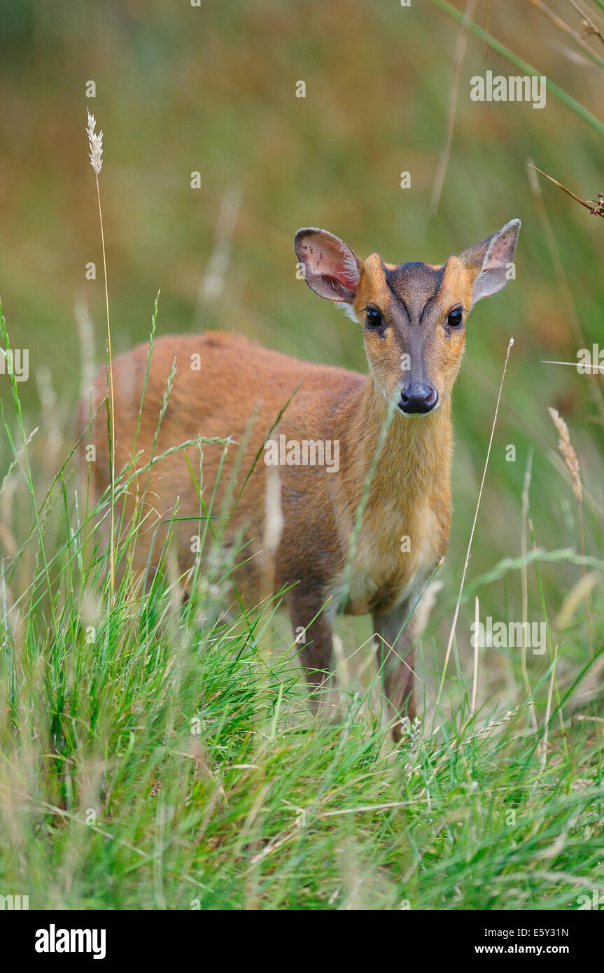 Buck muntjac deer Stock Photo - Alamy
