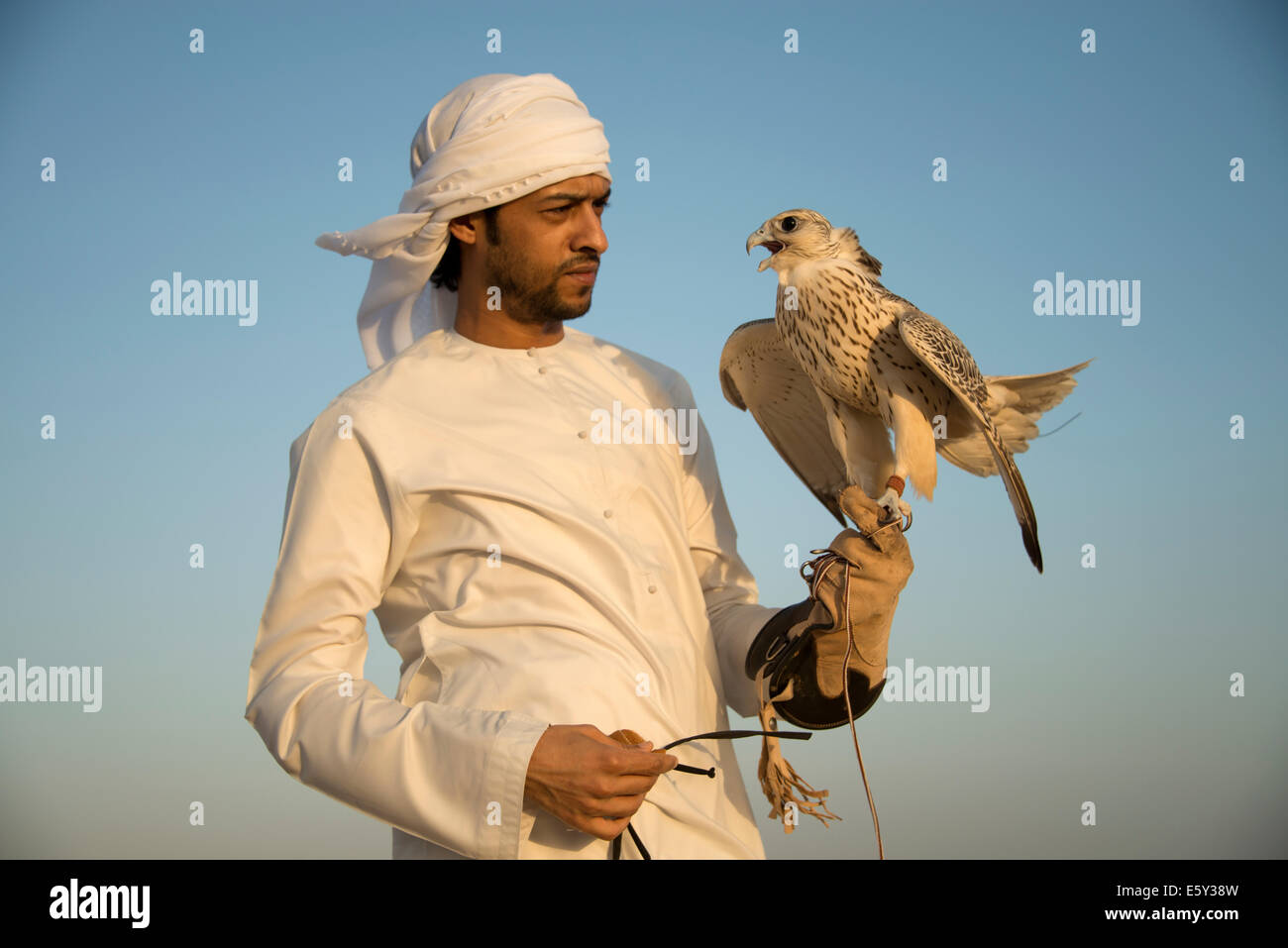 Emirati man with falcon, Dubai Stock Photo - Alamy