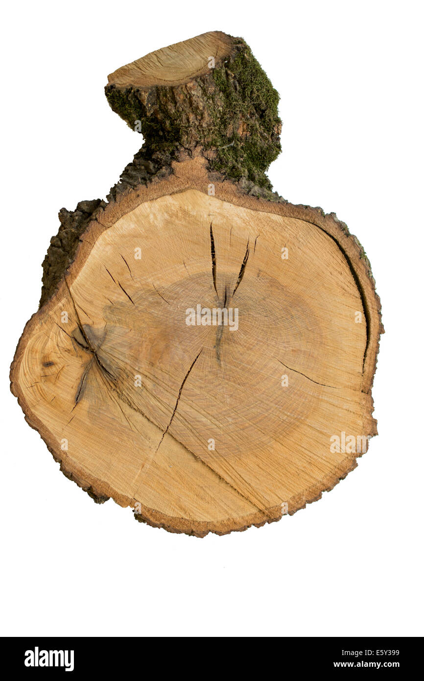 Oak cross section hi-res stock photography and images - Alamy