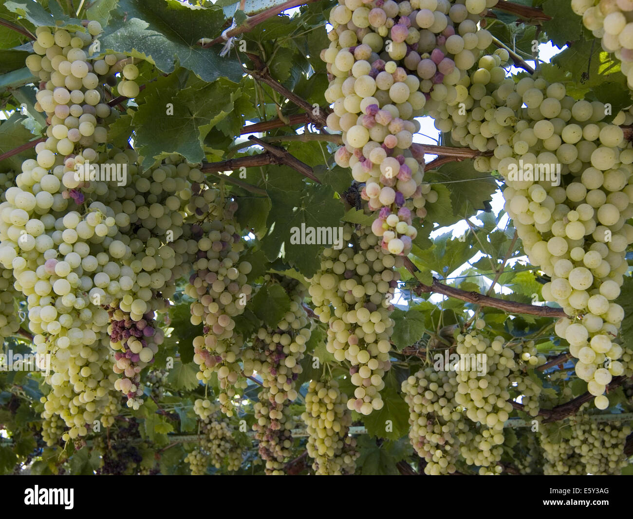 Thousand year old traditions hi-res stock photography and images - Alamy