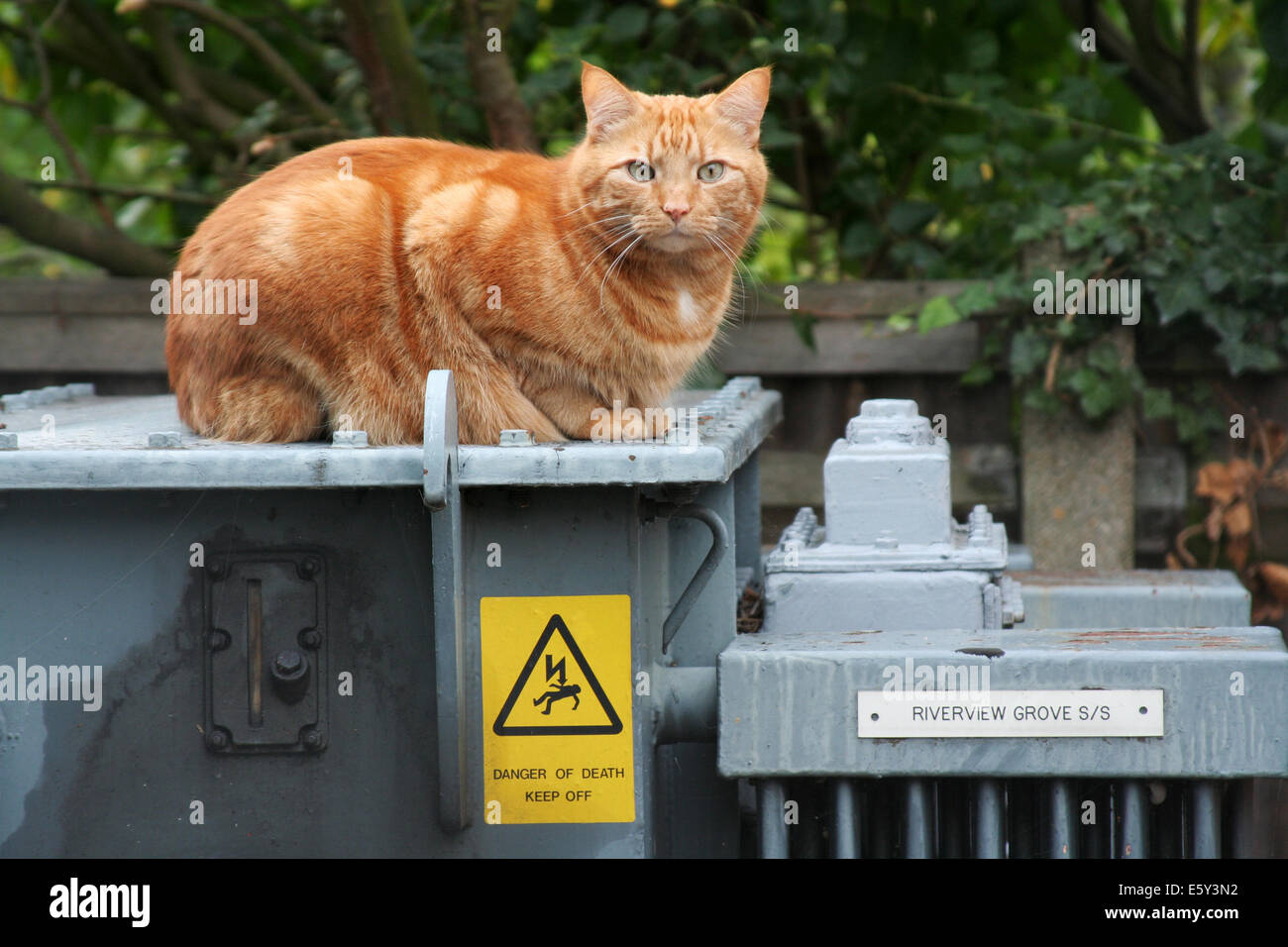 Ginger cat sitting on top of an electric generator Stock Photo - Alamy