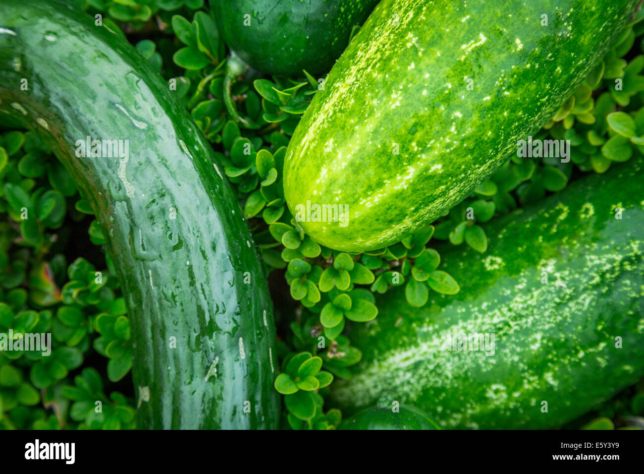 fresh cucumber in garden Stock Photo - Alamy