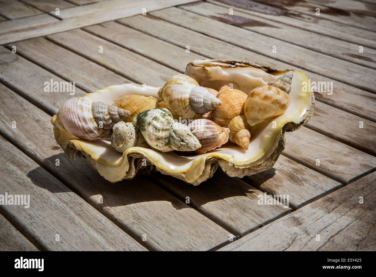 A collection of Sea shells Stock Photo - Alamy