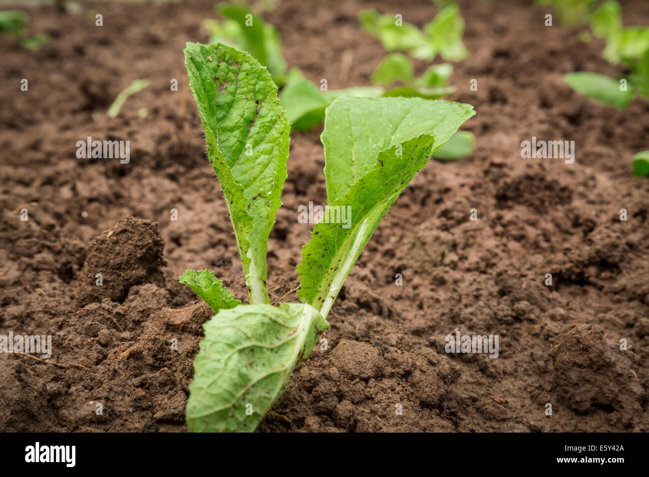 Green leafy plant sprouting from the soil. Close up Stock Photo - Alamy