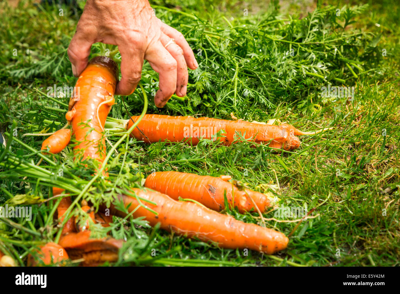 Carrots show vegetable hi-res stock photography and images - Alamy