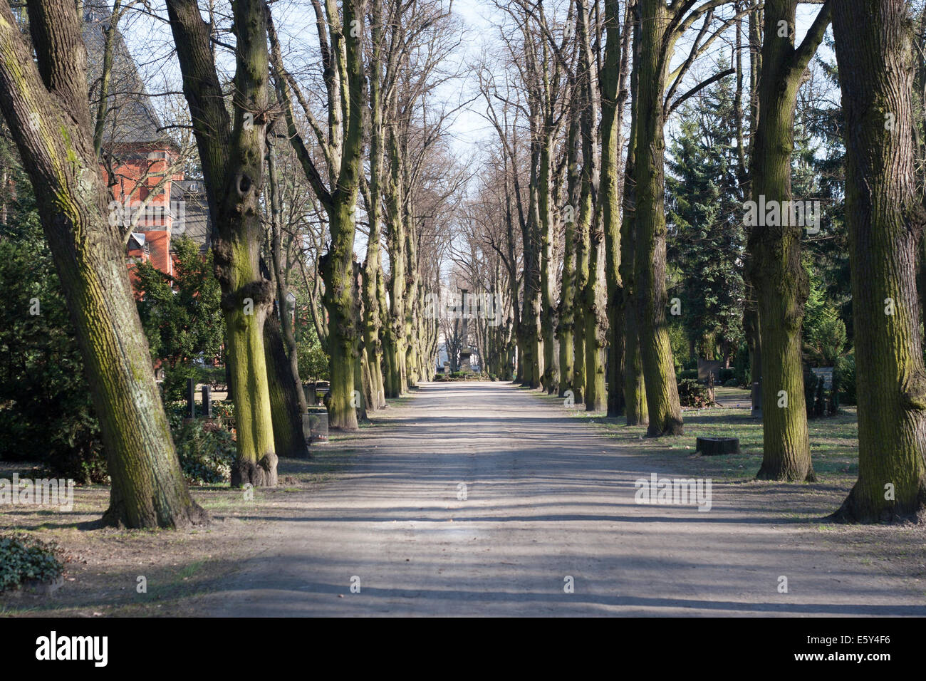 Cemetery Trees Path Road Berlin Germany Stock Photo - Alamy