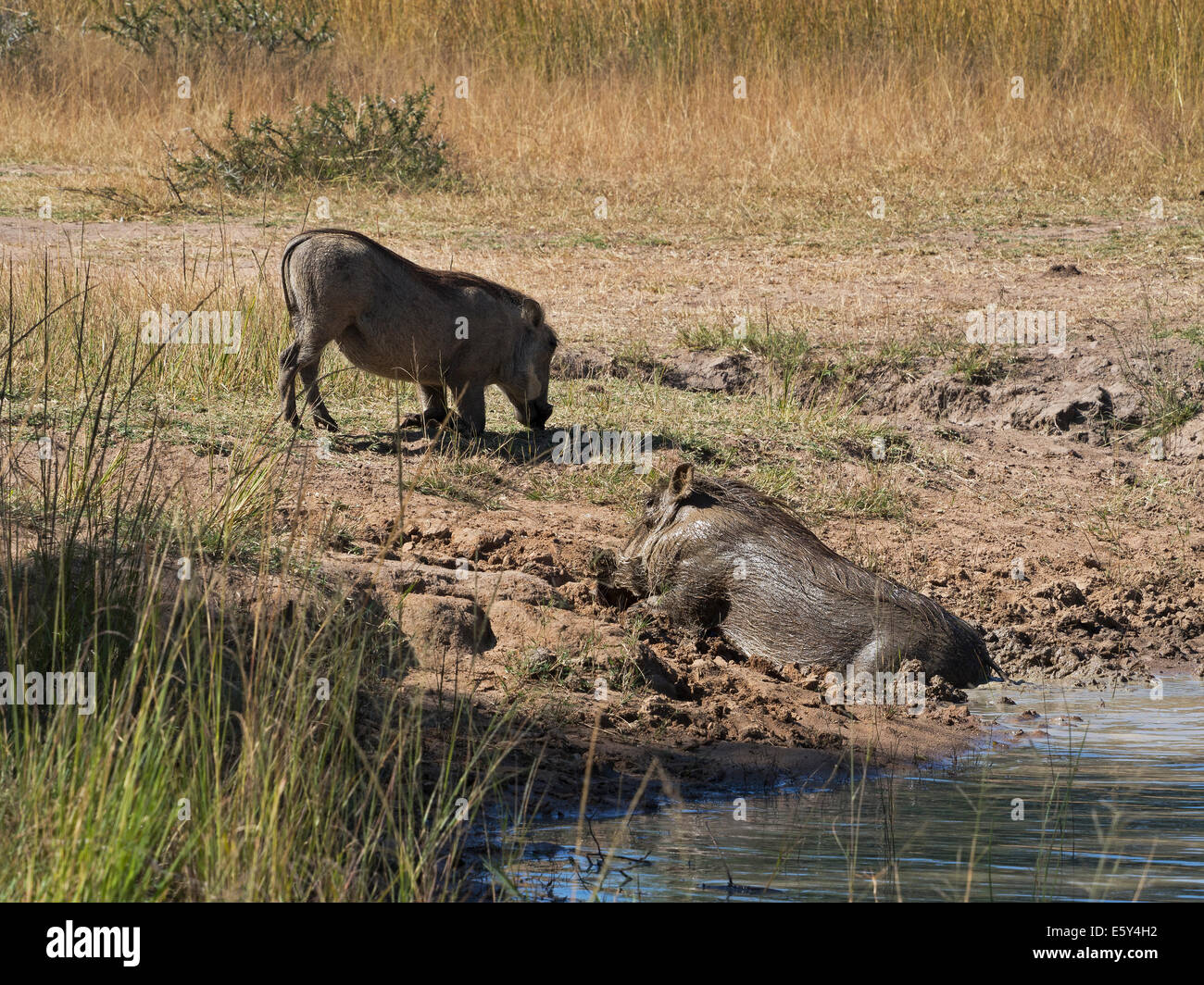 Warthog phacochoerus africanus pair hi-res stock photography and images ...