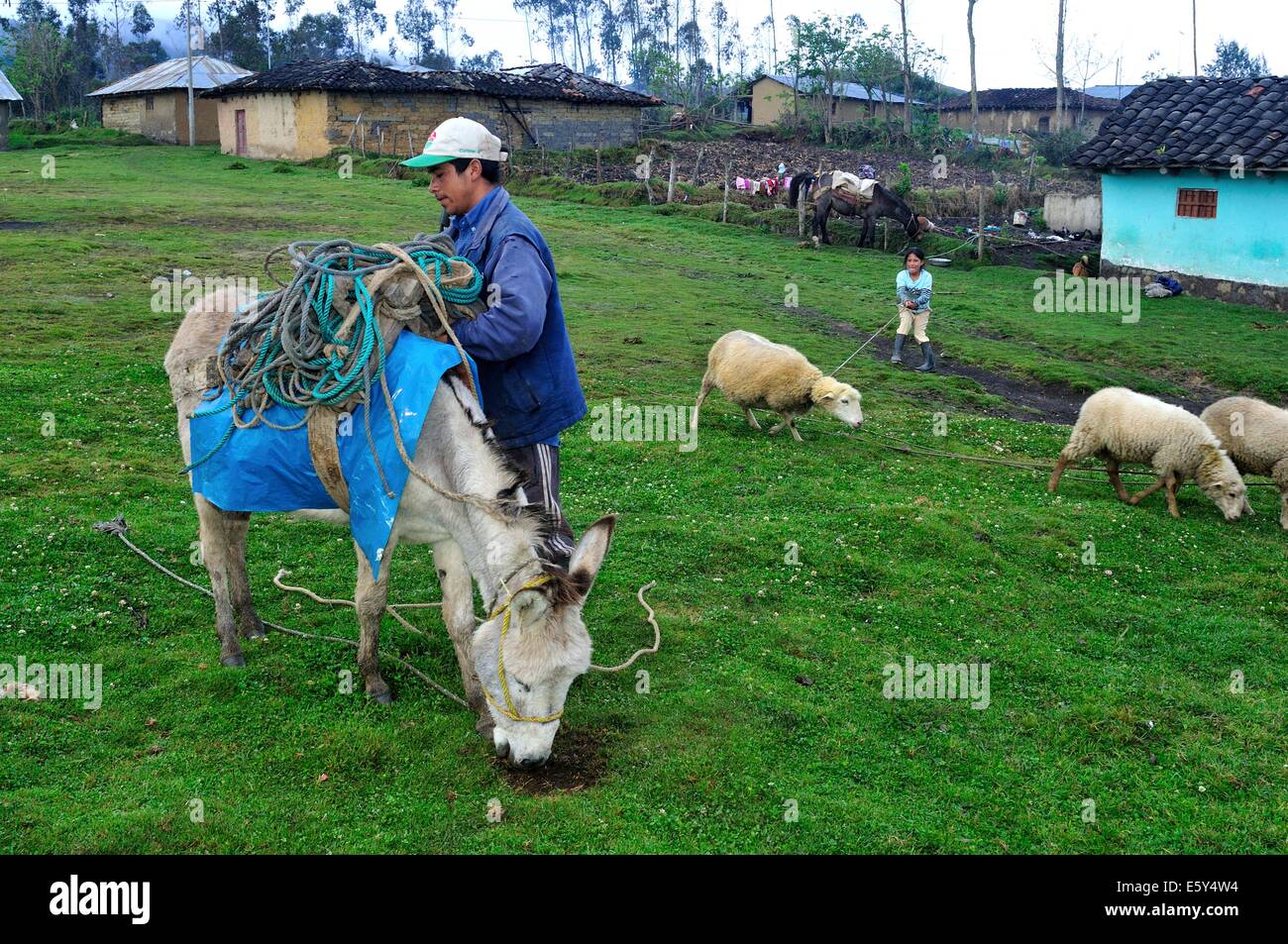 Saddling donkey for potatoes harvest in Cruzpata -? CHACHAPOYAS ...