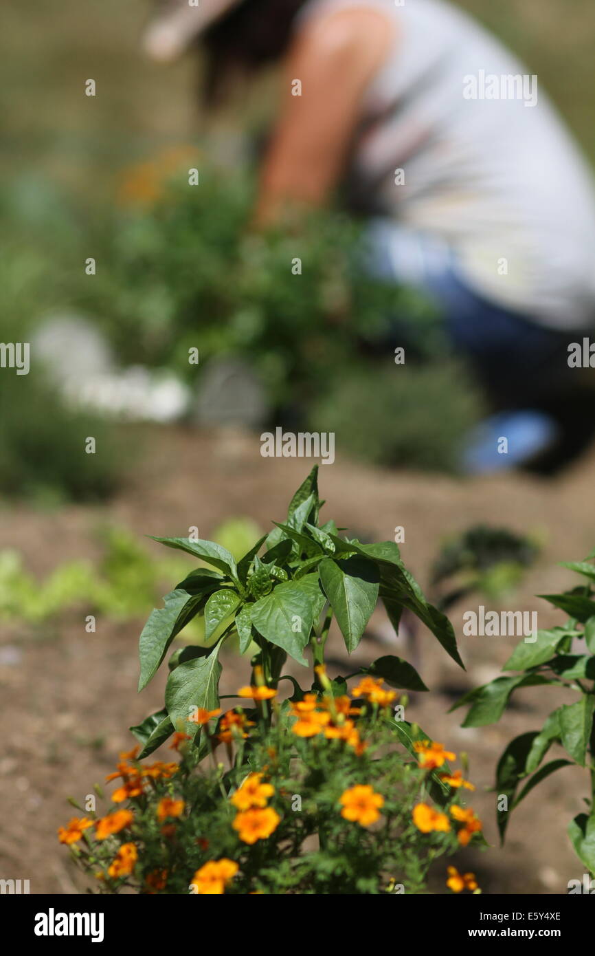 A woman weeding her garden Stock Photo - Alamy