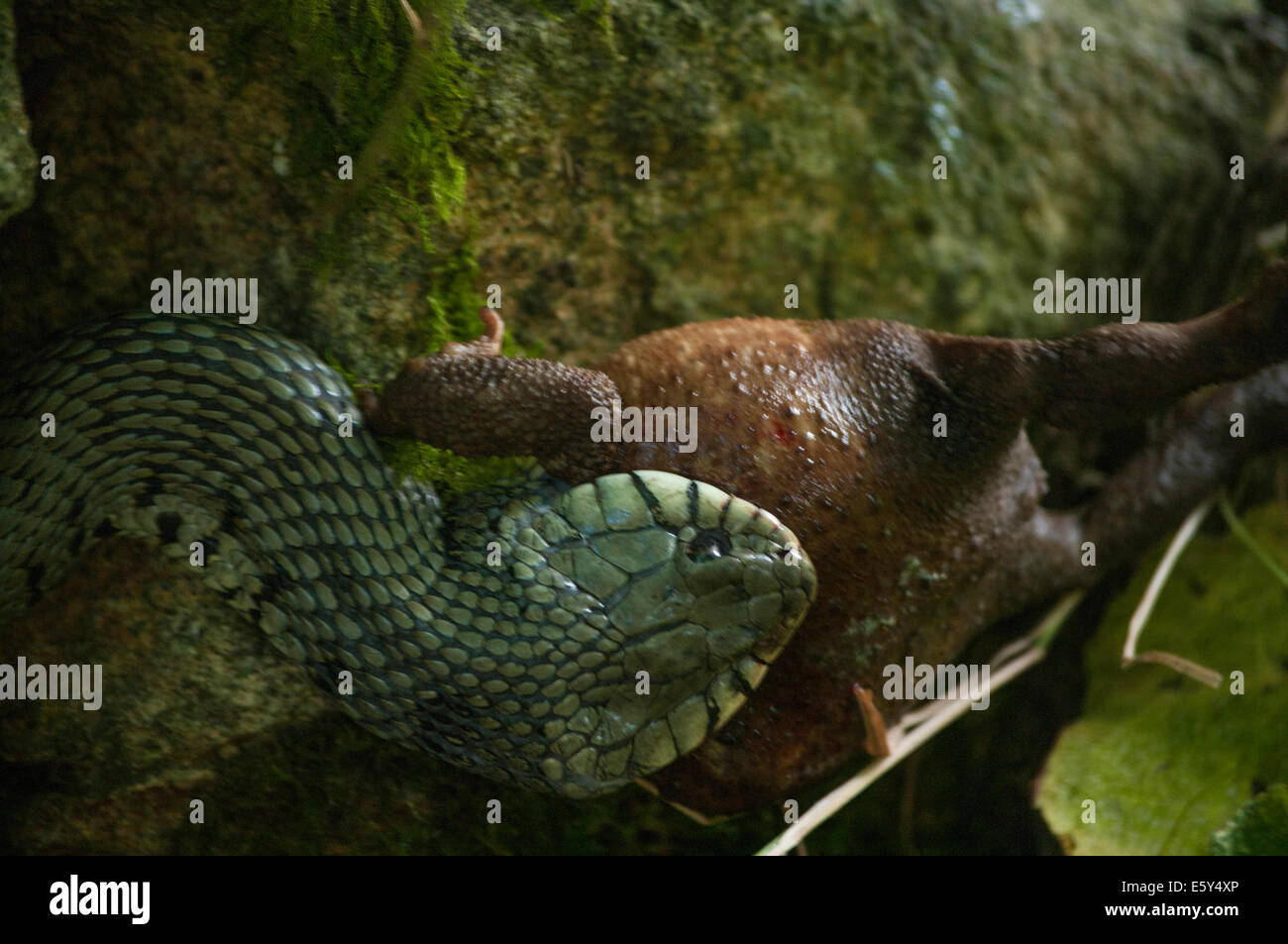 Eating a toad hi-res stock photography and images - Alamy