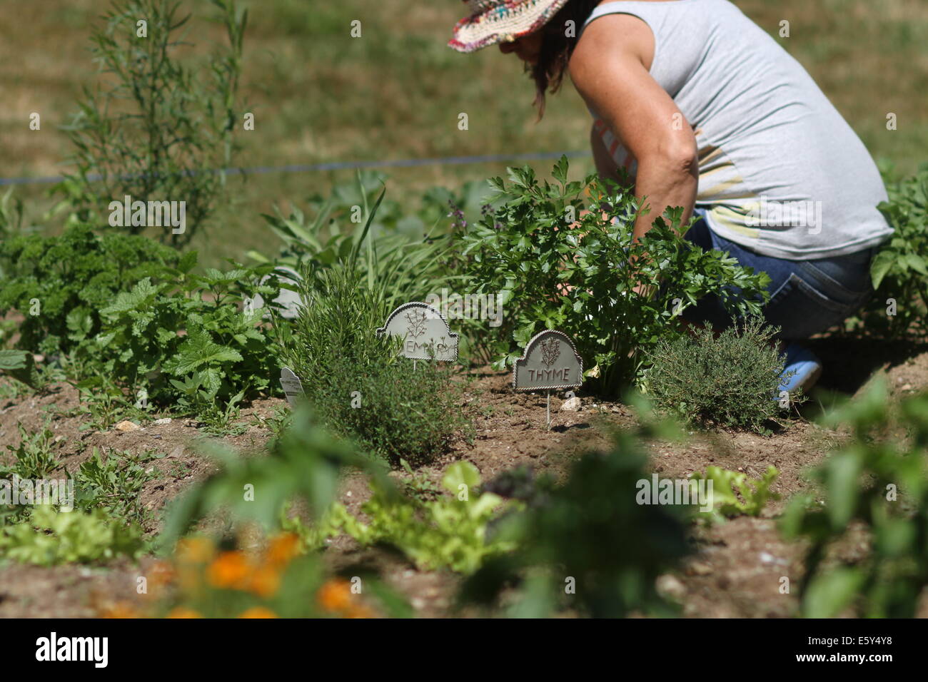 A woman weeding her garden Stock Photo - Alamy