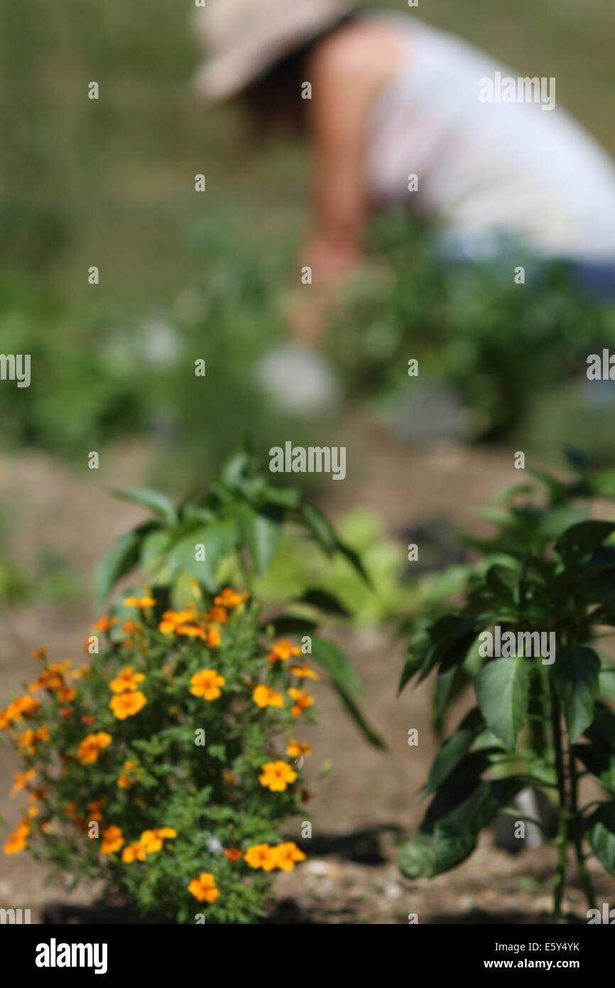 A woman weeding her garden Stock Photo - Alamy