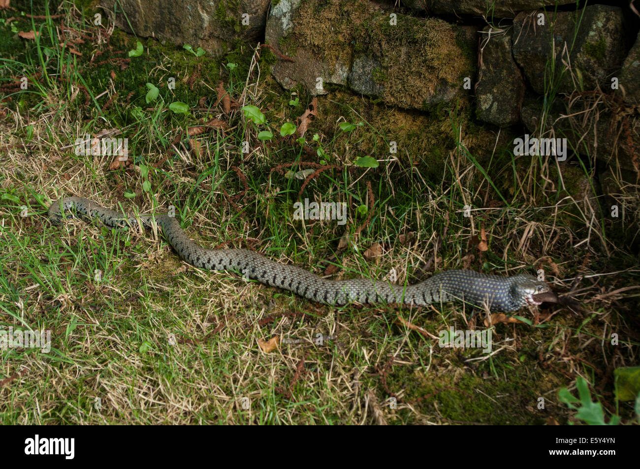 Whole snake hi-res stock photography and images - Alamy
