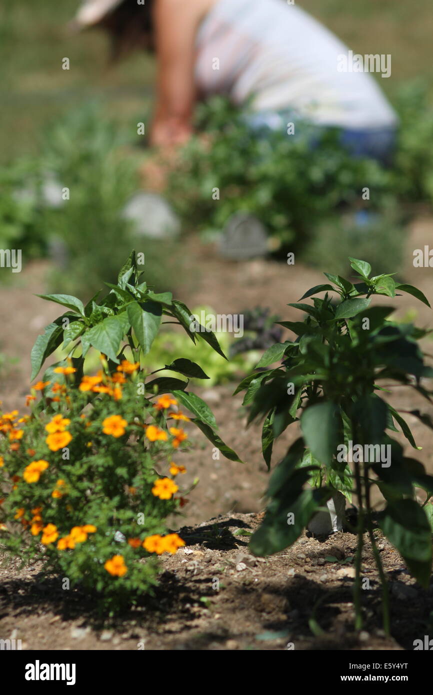 A woman weeding her garden Stock Photo - Alamy