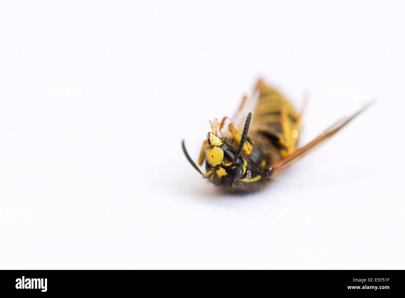 Vespula vulgaris. Dead Common wasp. Yellowjacket wasp on white ...