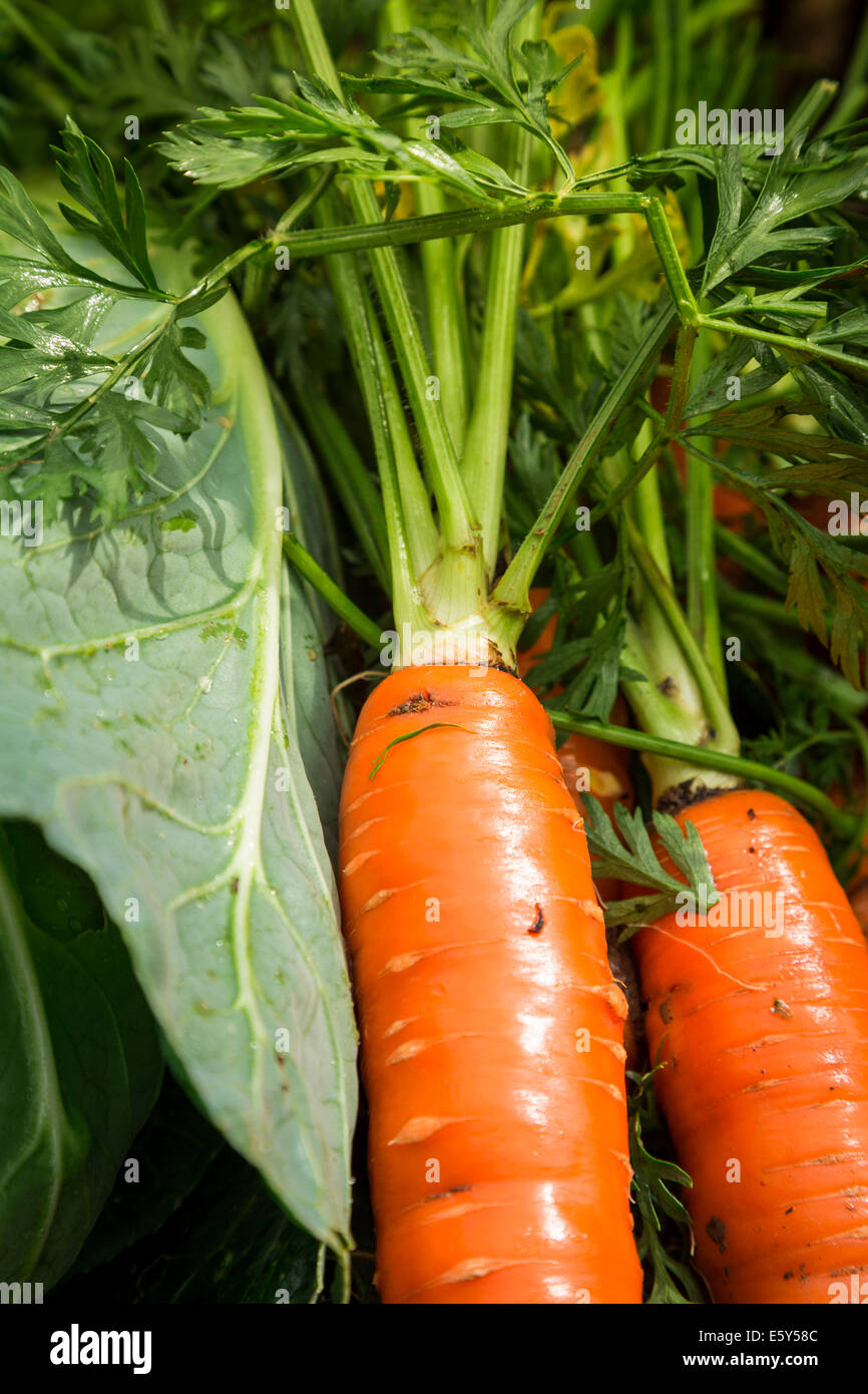 Fresh carrots from the farm hi-res stock photography and images - Alamy
