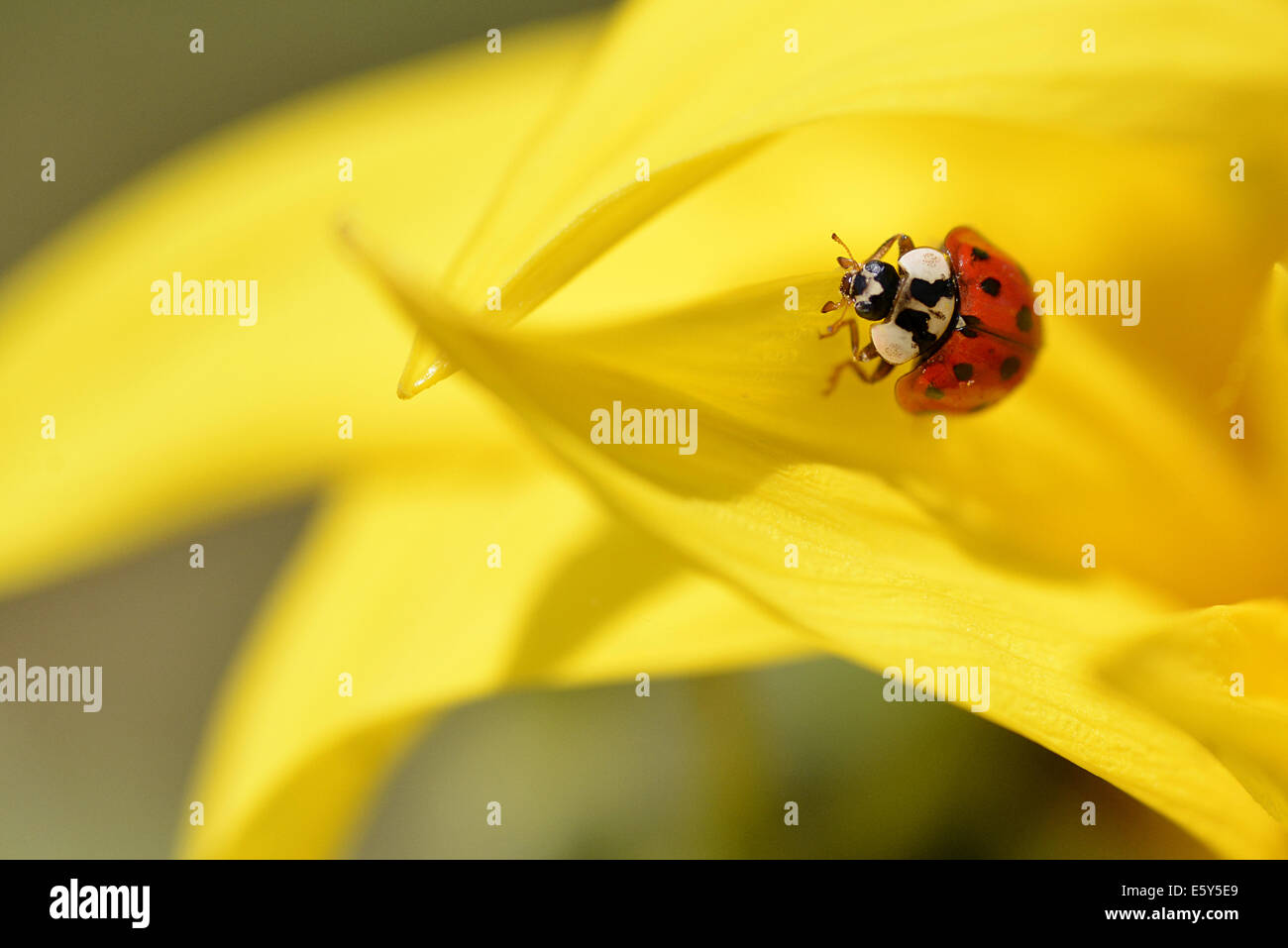 Ladybug on sunflower petal Stock Photo - Alamy