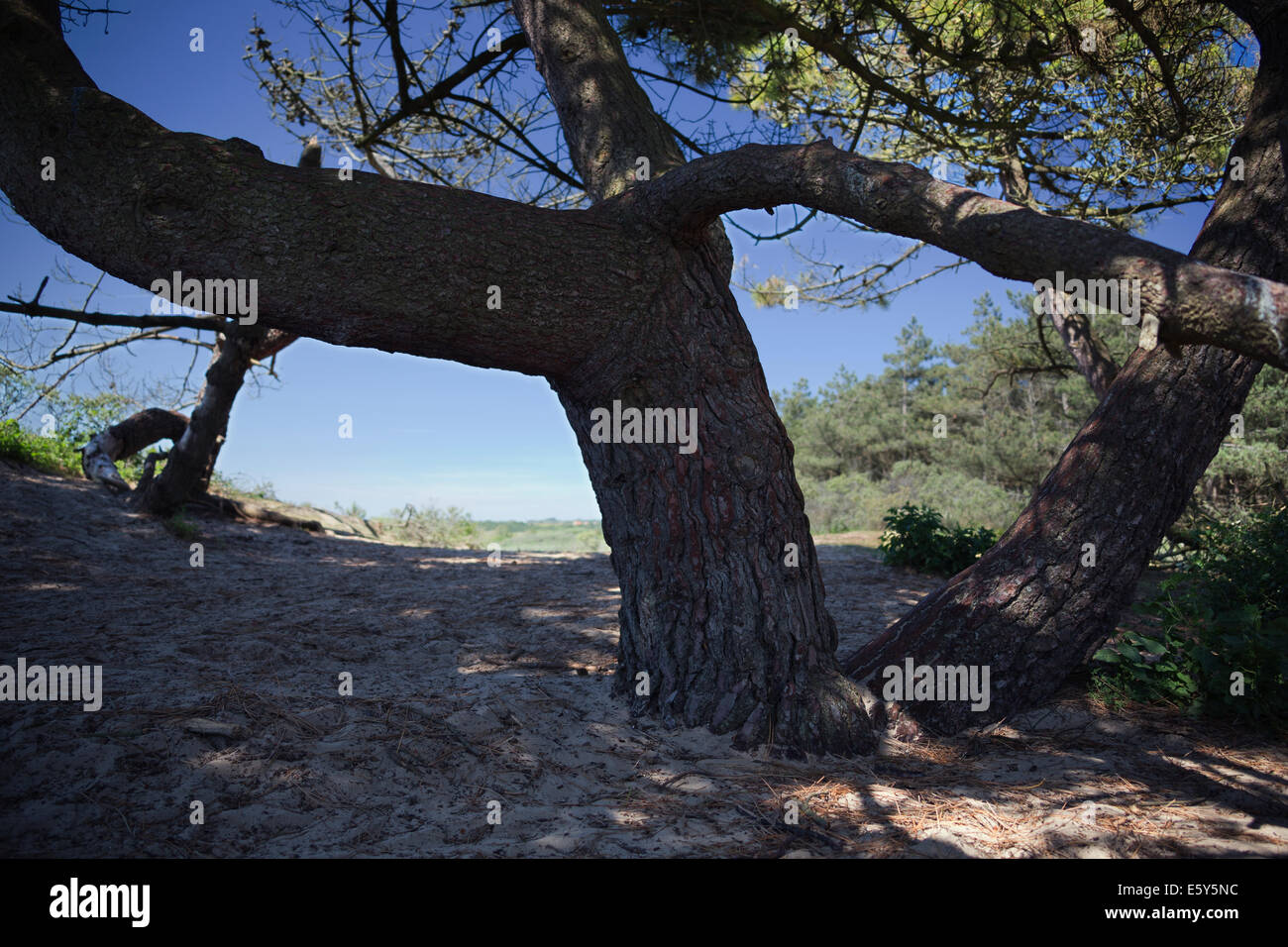 Wind wrought tree Stock Photo - Alamy