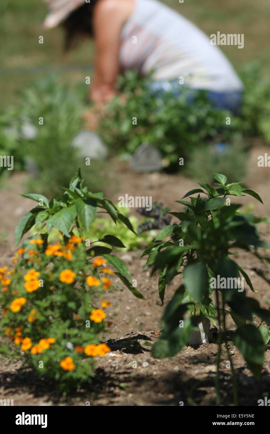 A woman weeding her garden Stock Photo - Alamy