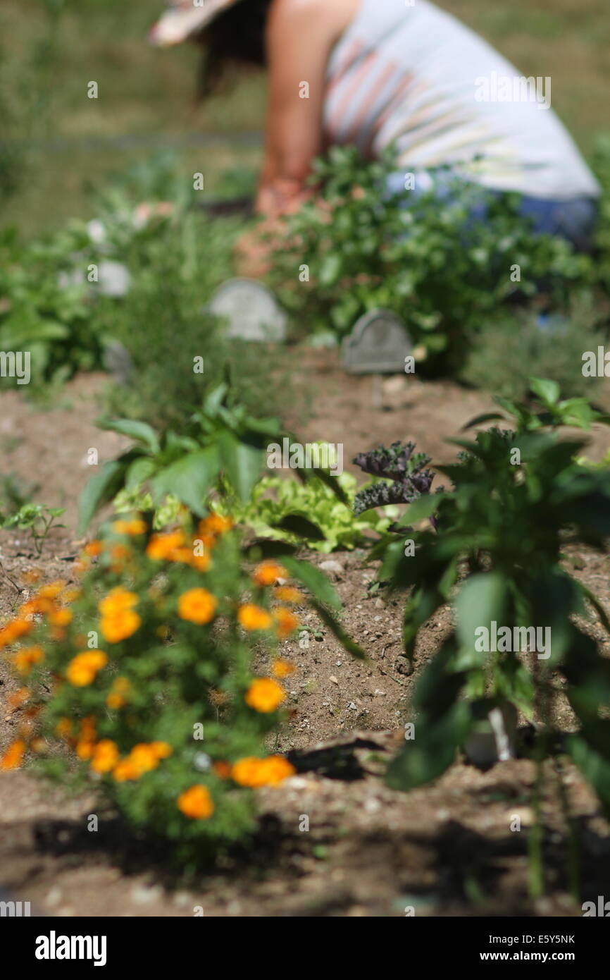 A woman weeding her garden Stock Photo - Alamy