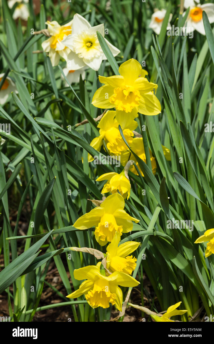 Yellow daffodill flowers in full bloom Stock Photo - Alamy