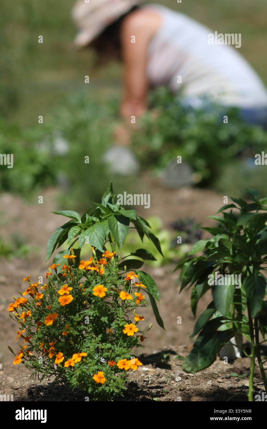 A woman weeding her garden Stock Photo - Alamy