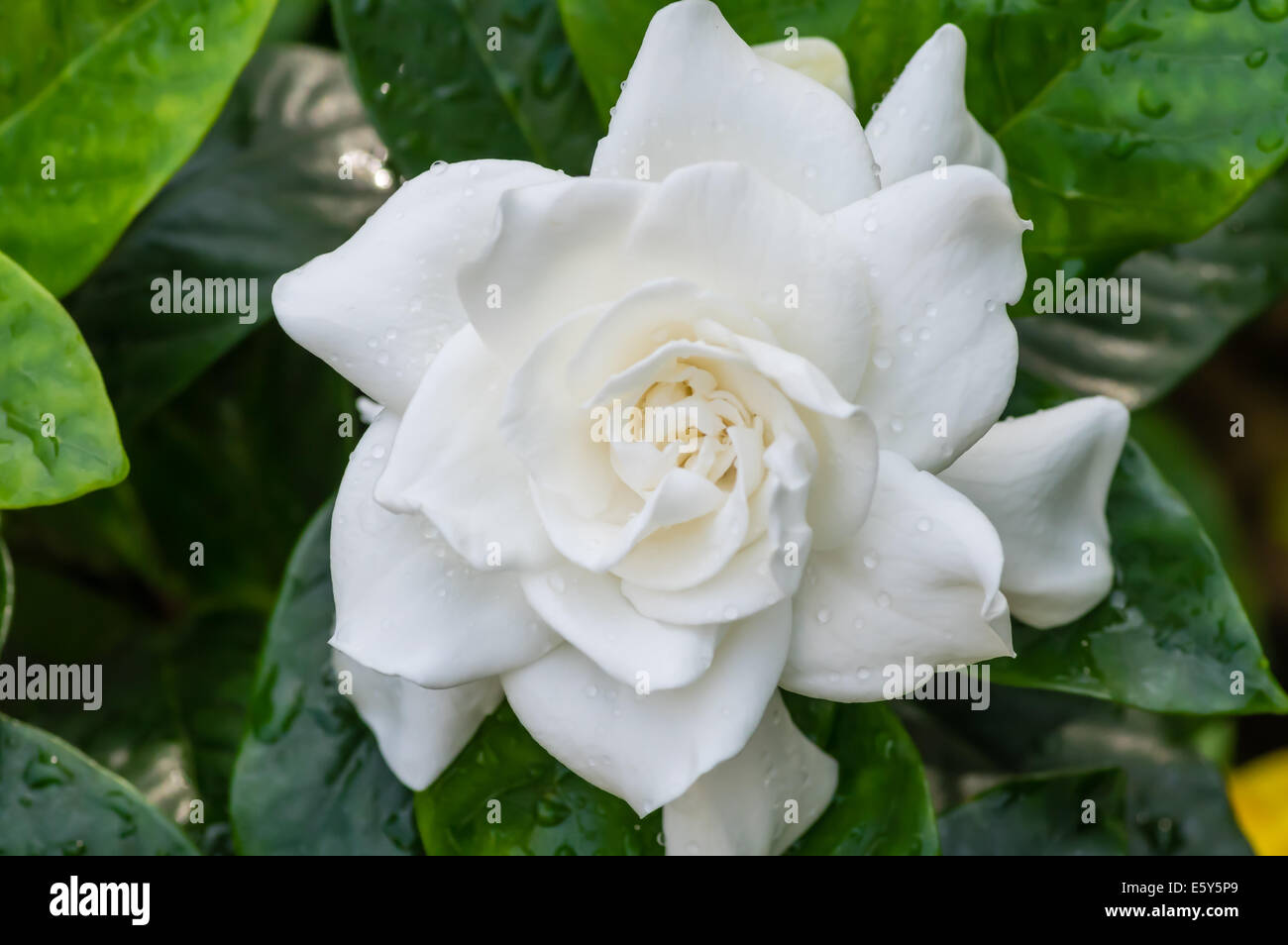 Gardenia flower hi-res stock photography and images - Alamy