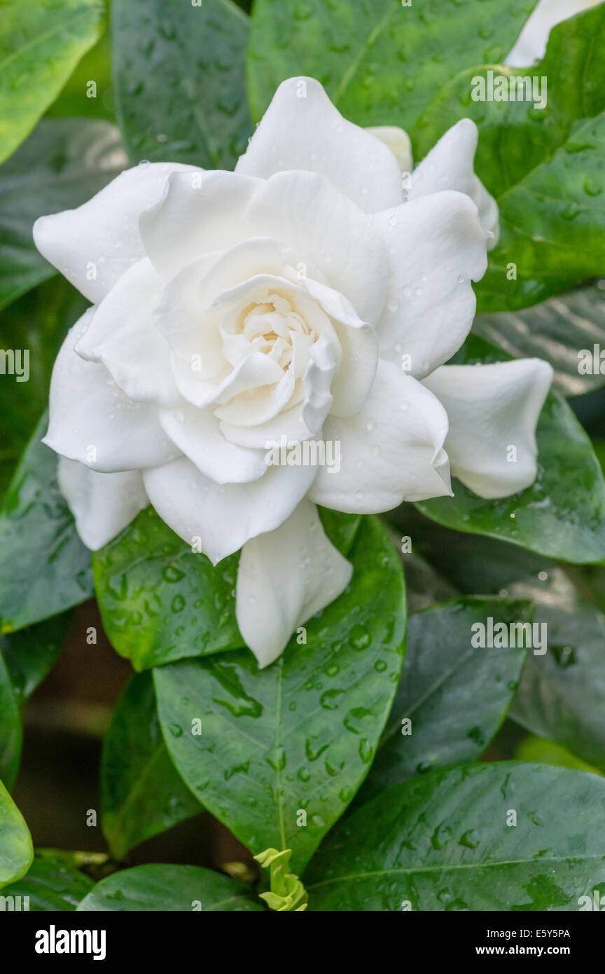 Shiny green leaves hi-res stock photography and images - Alamy