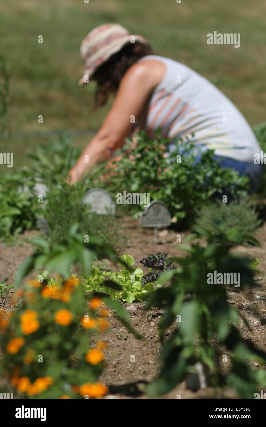 A woman weeding her garden Stock Photo - Alamy