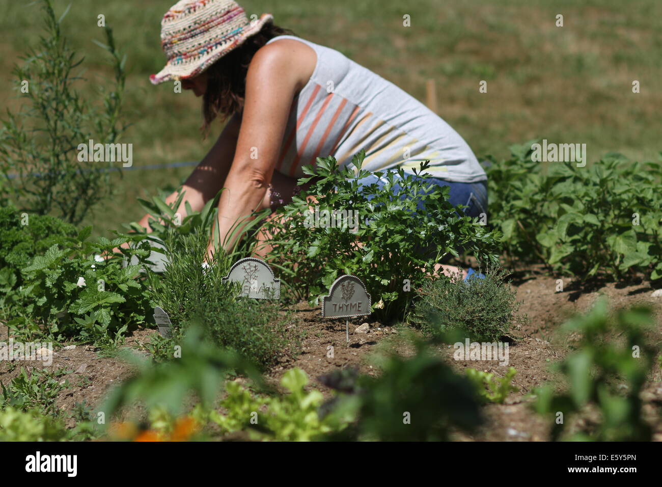 A woman weeding her garden Stock Photo - Alamy