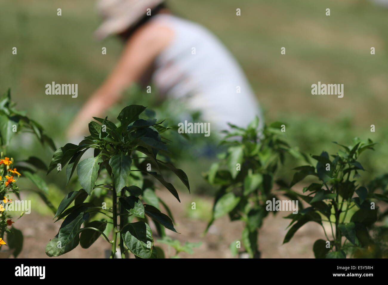 A woman weeding her garden Stock Photo - Alamy