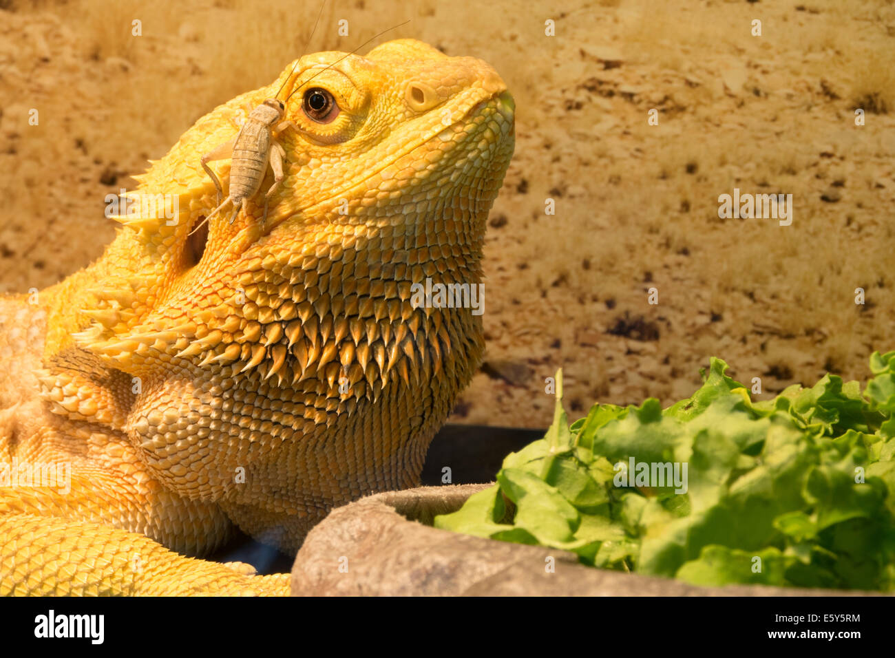 Desert Cricket High Resolution Stock Photography and Images - Alamy